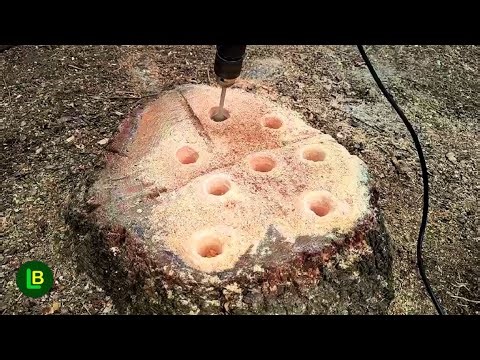 How to Remove a Tree Stump, Kill the Roots and Prevent Regrowth