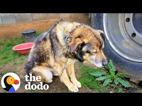 She Freed A Senior Dog From Chains — And It Changed Her Whole World | The Dodo