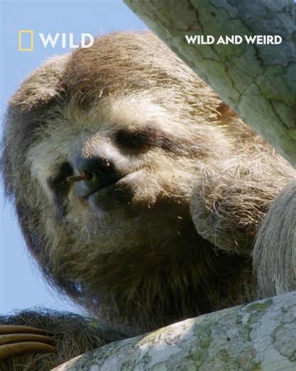 Step into the weird and wonderful side of nature, where being strange is often the key to survival. Forget everything you think you know about wildlife. These are tales of evolution at its most bizarre, where creatures find astonishing and unexpected ways to survive, showing just how extraordinary nature can be. Wild and Weird begins Monday, 5th January from 7pm, on National Geographic WILD UK | National Geographic UK
