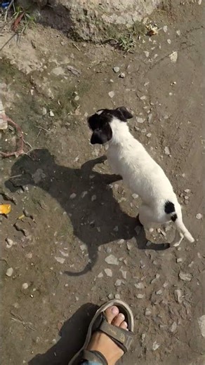 The Science Behind Our Obsession with Cute Puppies