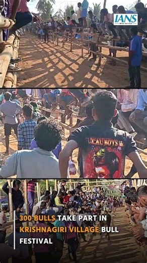 300 Bulls Take Part in Bull-Riding Festival in Krishnagiri Village