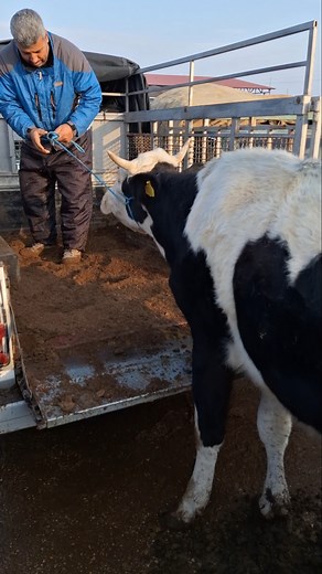 Loading Cattle at the Livestock Market | Real Farm Life