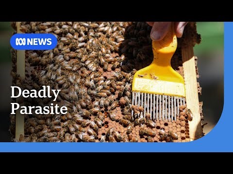 Deadly varroa mite threatens half of Canberra’s beehives | ABC NEWS