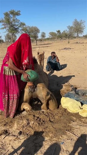 Traditional Camel Treatment in the Desert | Amazing Animal Rescue