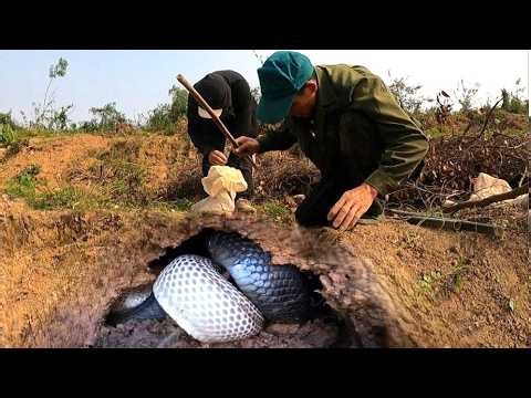 Close-up of two brave hunters wrestling with a herd of giant king cobras on the hill.