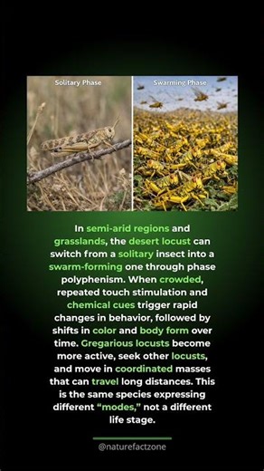 When A Grasshopper Becomes A Swarm. Desert locusts can switch from solitary individua...