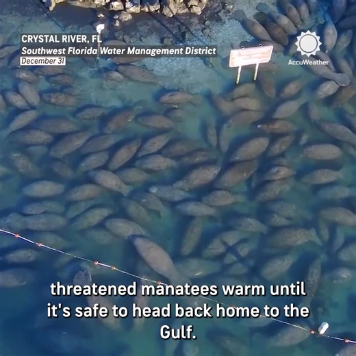 Hundreds of manatees gather in the warm waters of Three Sisters Springs, finding a cozy winter refuge in Florida. | AccuWeather