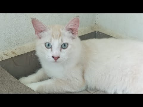 Time Machine Cats !!!! Longest Daily Cat's Story