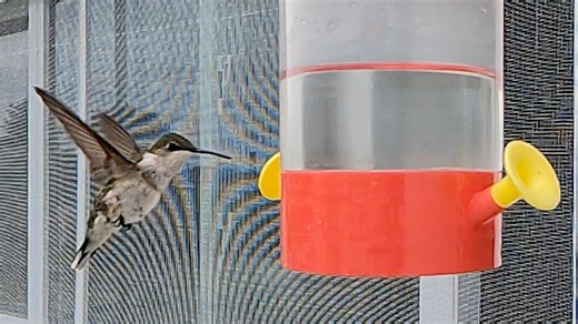 Hummingbird in slow motion feeding on Cape Cod