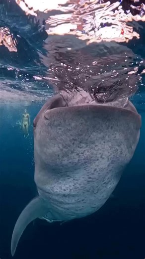 Did you know whale sharks have teeth? 🐳🦈🦷 First, Whale Sharks are actually filter-feeders. They often feed near the water’s surface by opening their huge mouths and filtering in large volumes of water that contain tiny organisms like plankton, krill 🦐, small fish 🐠, fish eggs and shrimp-larvae and fish eggs. As they swim with their mouths wide open, the water flows through fine filter‐pads inside their gills, which trap the food particles while letting the water pass out. 🦐🐠🐟 Second, the