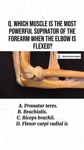 PHYSIO KNOWLEDGE1 on Instagram: "Which muscle is the MOST powerful supinator of the forearm when the elbow is flexed? 🤔💪 A. Pronator teres B. Brachialis C. Biceps brachii ✅ D. Flexor carpi radialis The biceps brachii isn’t just an elbow flexor—it’s the STRONGEST supinator of the forearm, but only when the elbow is flexed! Why? Because its tendon wraps around the radius, giving it a mechanical advantage to rotate the forearm from pronation → supination (palm up). So next time you twist a bottle