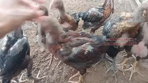 690K views · 23K reactions | CARA MENGOLAH KUNYIT SUPAYA MENDAPAT 5 MANFAAT TERBAIK UNTUK AYAM | Peternak Inovatif | Facebook