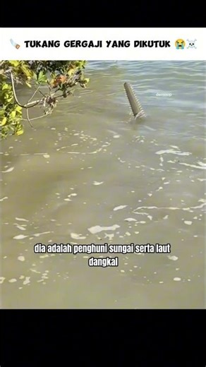 Tak Ada Yang Mengira Ikan Gergaji Muncul Begitu Saja ☠️ #shorts #denssop #cerita #hewan