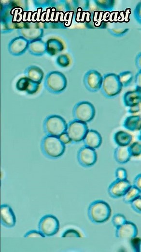 Budding in yeast