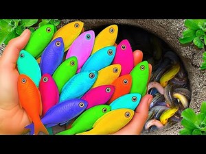 Catch colorful ornamental fish in a small pond: catfish, baby turtles, loach, koi, betta, axolotl.
