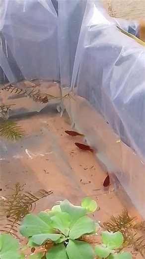 Ruby red balloon platy fish shorts😀😀#mrariyanaqua #shortsfeed #fish