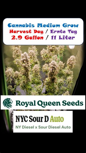 RQS – NY Sour Diesel – Harvest Day / Erntetag – 4K Video #cannabiscommunity #grow #indoorgrowing