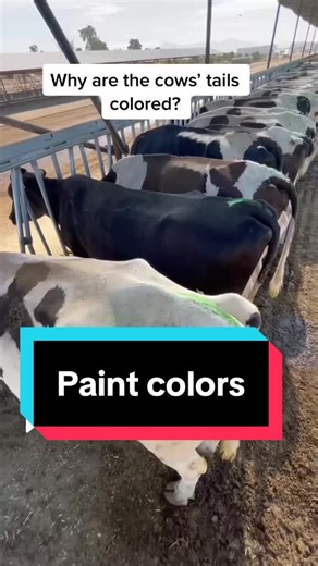 Exploring Unique Paint Colors for Dairy Cows
