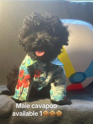 Adorable little guy looking for a loving home | Cavapoo
