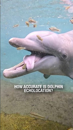 How accurate is Dolphin echolocation?!
