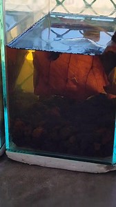 186K views · 3.4K reactions | Ito talaga yung pinaka masayang part pagdating sa breeding! Yung mag ja- jarring kana ng mga naging anakis nila ! 殺 Happy Weekend mga ka-Isda! 珞 #bettafishlove #HappyBettaKeeping #bettakeeper #bettalover #bettatip #bettacare #HappyFishKeeping | Army of Betta Fish | Facebook