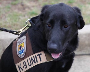 We're proud of our newest Wildlife Detector Dog graduates! | U.S. Fish and Wildlife Service