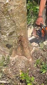 cutting down red sengon trees