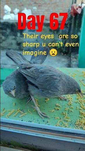 Day 67 │ How birds see the world through ultraviolet spectrum eyes 😄│ #shortfeed #viral #birdlovers