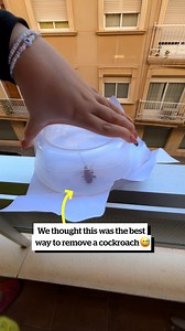 Cockroach floats down from balcony in style 🪳 | Viral Motion