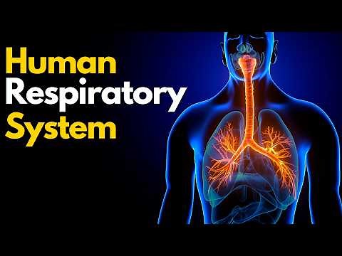Human Respiratory System Explained | How our lungs work | Human Body 3D animation #education