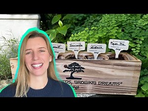 Grow Your Own Bonsai Trees with Avergo Bonsai Tree Kit!