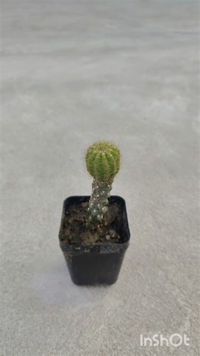 ✨Best grafting technique to graft an Echinopsis calochlora on Cylindropuntia fulgida!✨