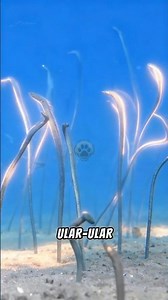 Garden eel: introvert garis keras 🫣🐍 #animals #shorts