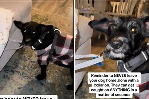Dog Owner Issues Stark Warning About Dangers of Leaving Collars on at Home