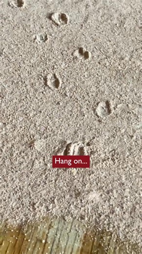 7.6K views · 48 reactions | Festive treats have arrived in store... And it seems they're just too irresistible ✨ Enjoy classic favourites like our Booths All Butter Mince Pies with a glass of Mulled Wine or the Chocolate & Biscuit Pudding Bites. Why not try some of our new arrivals like the rich and indulgent Black Forest Bites or the delicious Festive Mini Loaf Cakes?  Someone clearly thinks they're tasty... But who could our little visitor be? 利 | BoothsCountry | Facebook