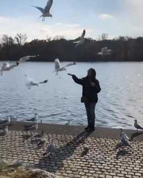 My date with seagulls 💙 #viral #viralvideo #fypシ #fyp #nature #seagulls ‪@Yanni‬