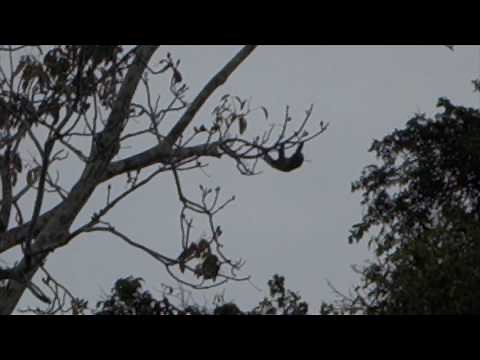 Why did the Sloth fall out of the Tree?