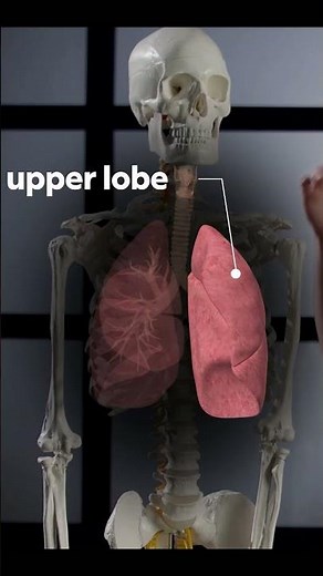 OUT NOW: Chest X-Ray Fundamentals