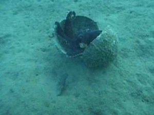 Coconut-carrying octopus stuns scientists
