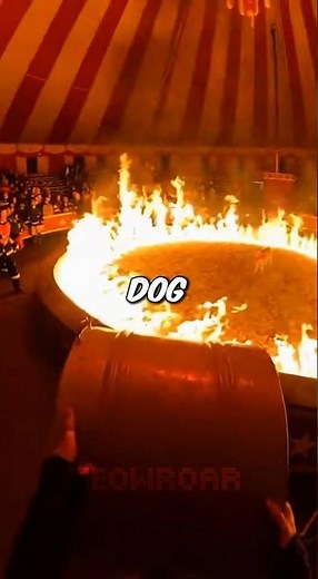 Fire Breather EXPLODED The Ring... Dog Trapped In Flames 😰❤️