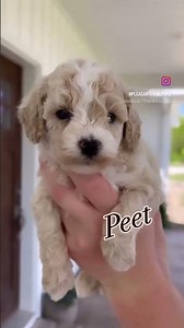 Cavapoochon Puppies! #cavapoopuppy #cavapoochon #cavapoolove #babiesandpuppies #puppy