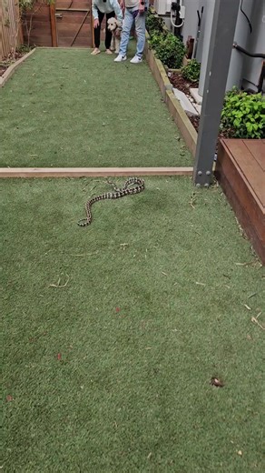 groodle vs snake #dogsoftiktok #fyp #caninesnakeavoidance #viral #dog #snakeavoidance #snakesoftiktok | Canine Snake Avoidance