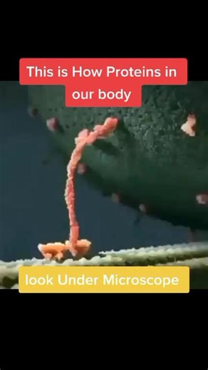 Exploring Proteins in Our Body Under a Microscope