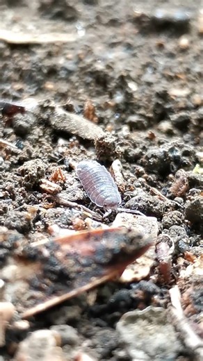 Another Powder Blue Isopod (Porcellionides pruinosus) on garden soil... #woodlouse #animals #shorts