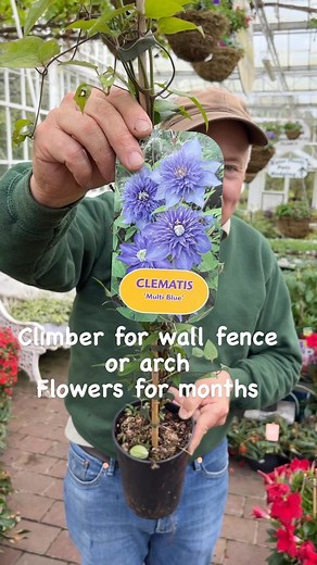 Clematis “Multi Blue”is an excellent Climber for walk fence or arch . Large double flowers in late spring and early summer and again in late summer and early autumn. Planting time is from now, available in webshop https://pergolanurseries.ecwid.com ALL IRELAND DELIVERY 🚚 32 Counties WEBSHOP https://pergolanurseries.ecwid.com Pergola Nurseries Garden Corner, Virginia,Co Cavan A gardeners oasis of quality plants Open Tuesday to Saturday 10.30-6 Open Sundays 2-6 | Pergola Nurseries Garden Corner