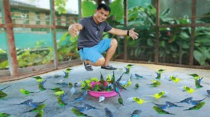 36K views · 2K reactions | Hundreds of Newly Hatched Exotic Birds!!! | Dexter's World | Facebook