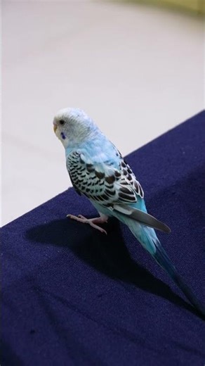 Funny Parrots Playing Tricks 😜 #PetParrots #CuteBirds