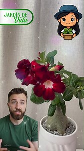 80K views · 967 reactions | Rosa del desierto #CuidadoDePlantas #plantas #flowers #consejos #consejosdelhogar #tips #gardening #gardentips | Jardín de Vida | Facebook