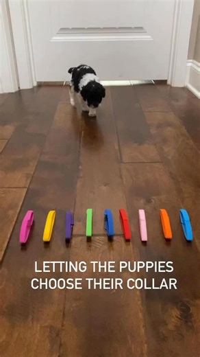 the puppies picked out their collars today ❤️••• #cockapoopuppy #cockapoolove #cockapooclub #doodlesofflorida #puppycollars #thanksgivinglitter #puppiesofinstagram #florida #cockapoobreeder | Cavapoo And Cockapoo Puppies Florida | Facebook