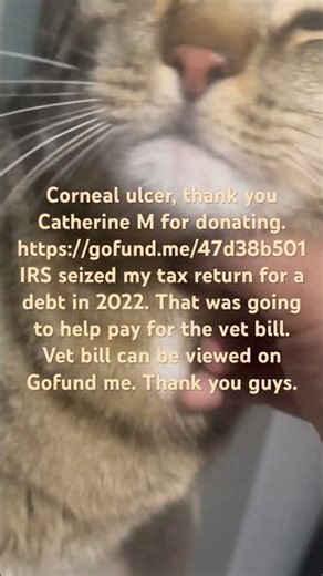 My cat has a corneal ulcer, that’s infected.